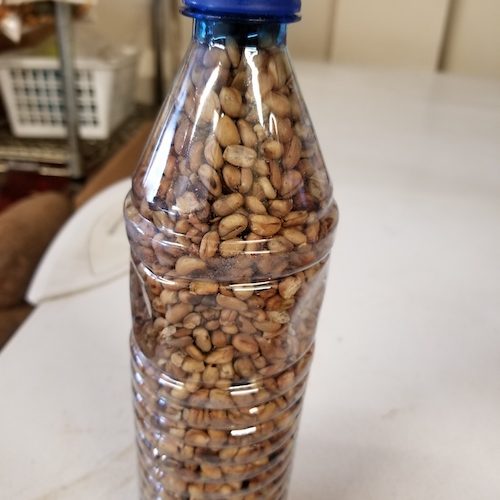 Fresh Ukwa (African breadfruit) - Royac Shop